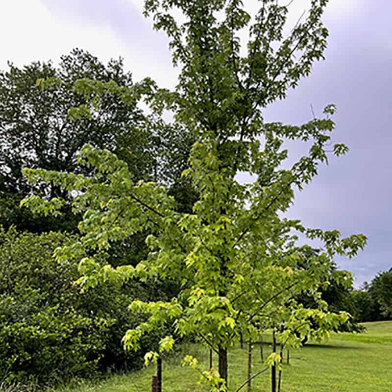 The Children's Tree: A Living Artifact from Theresienstadt