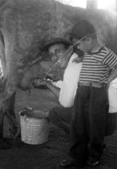 Milking-cow : Museum of Jewish Heritage — A Living Memorial to the ...